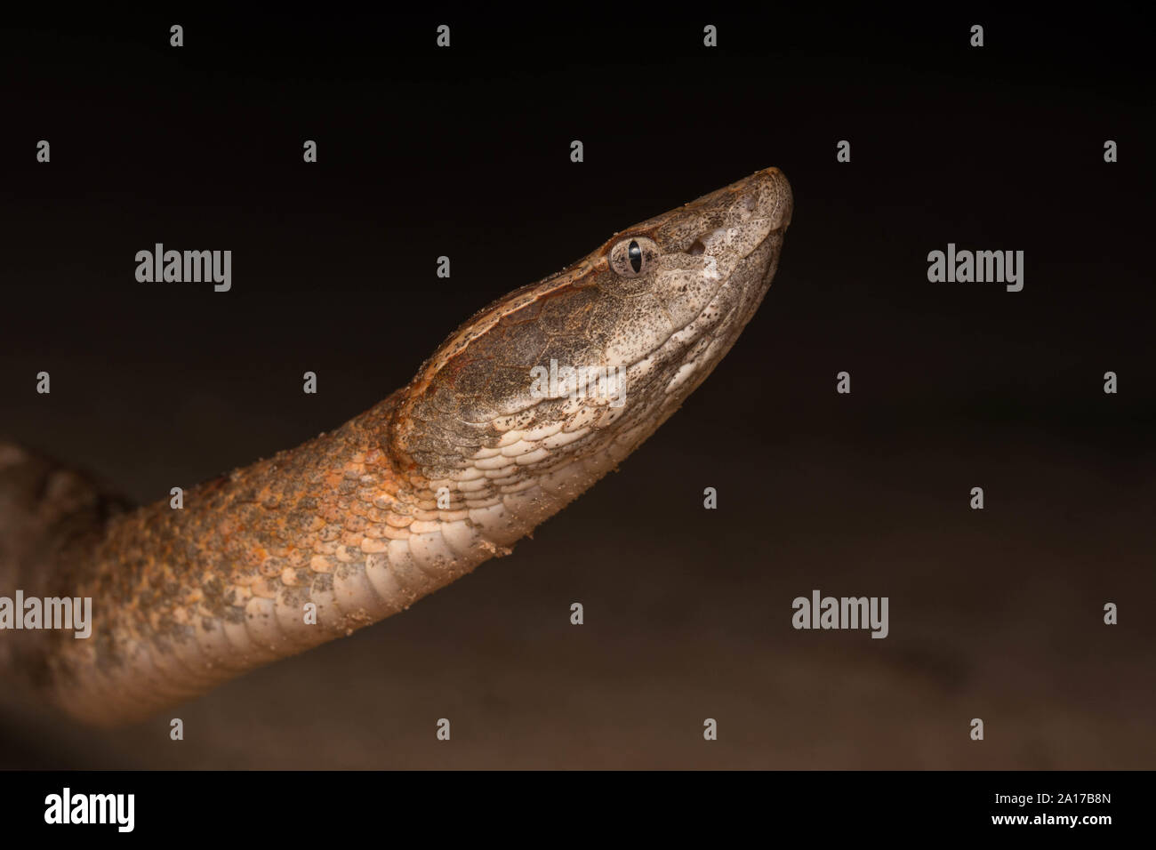 Malayan pit viper snake hi-res stock photography and images - Alamy