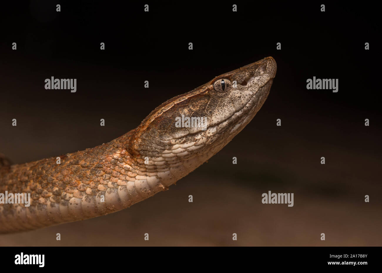 Malayan pit viper calloselasma rhodostoma hi-res stock photography and ...