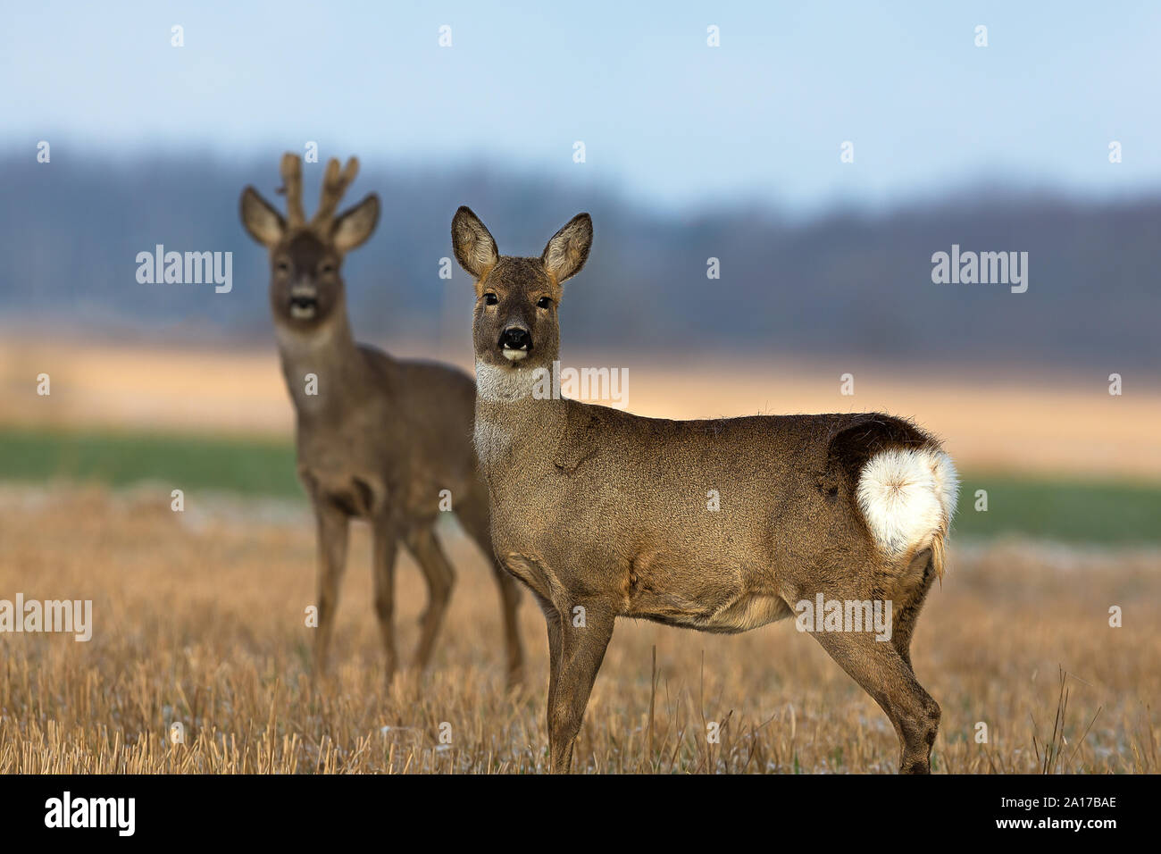 Small family of deer hi-res stock photography and images - Alamy