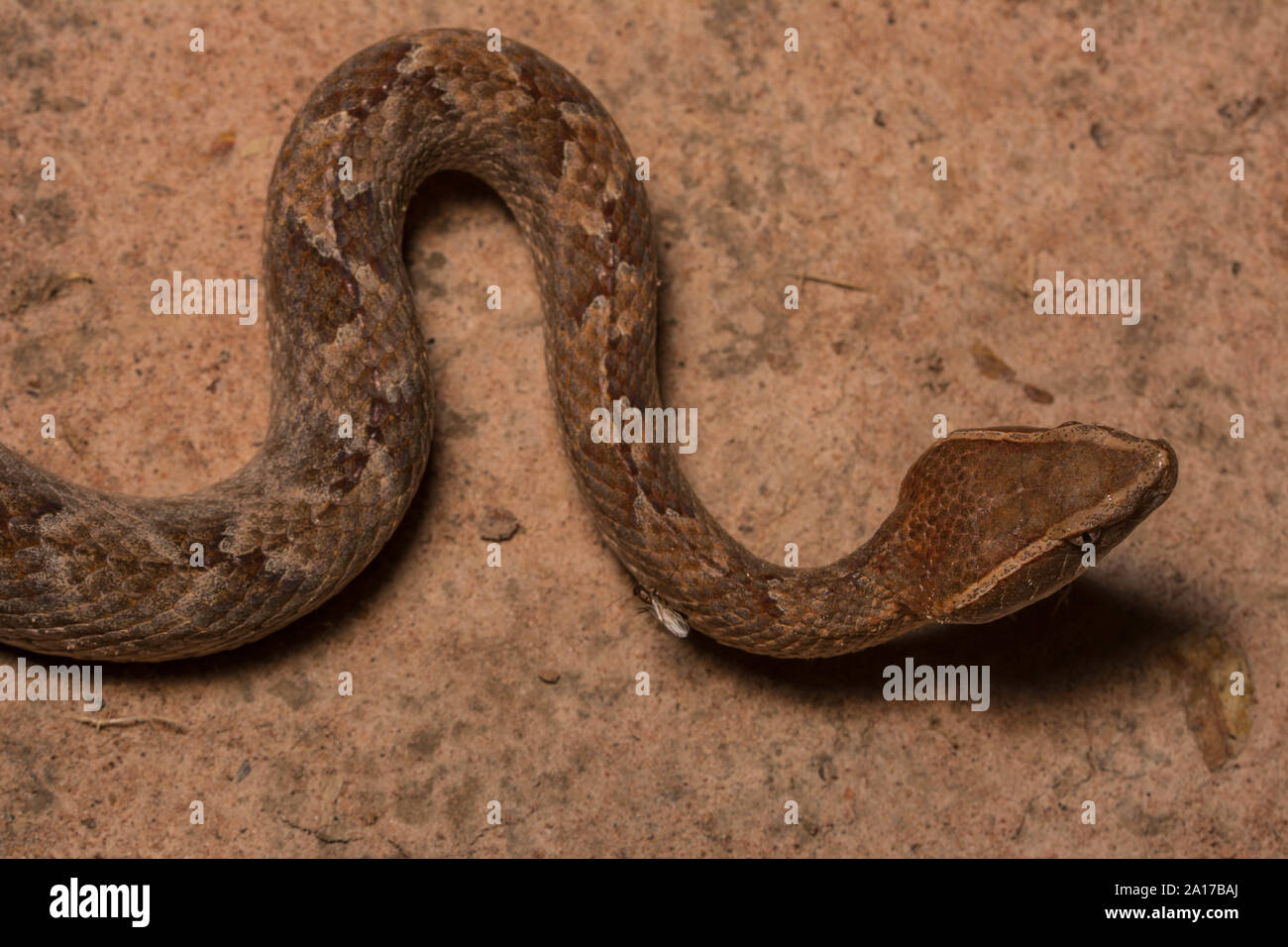 Malayan Pit Viper (Calloselasma rhodostoma) from Prachuap Khiri Khan ...