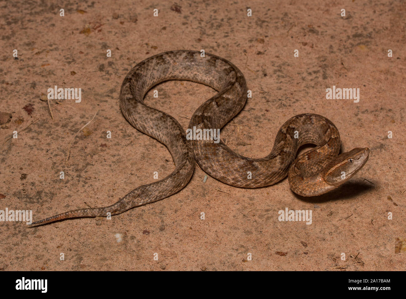 Malayan pit viper snake hi-res stock photography and images - Alamy