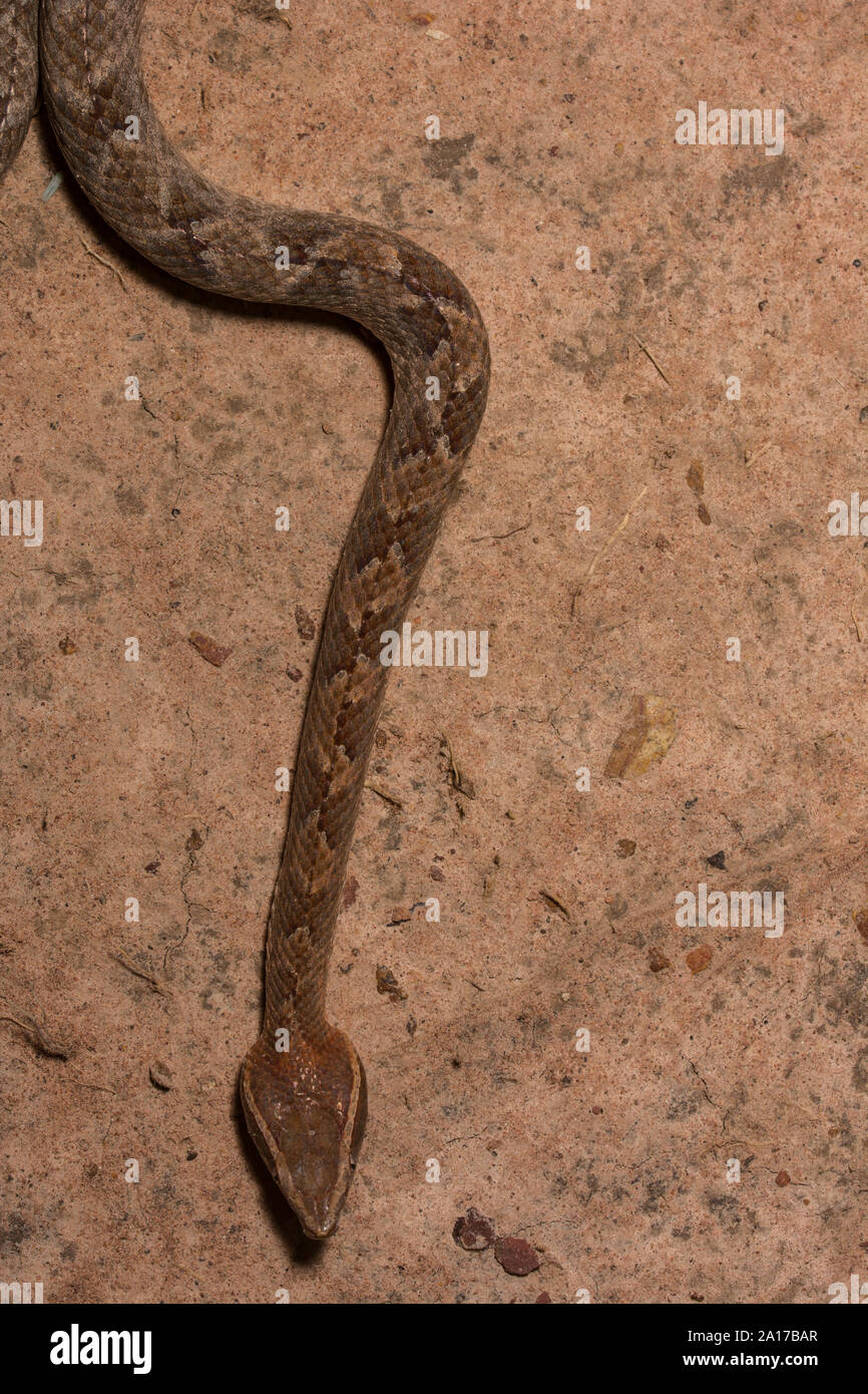Malayan Pit Viper (Calloselasma rhodostoma) from Prachuap Khiri Khan ...