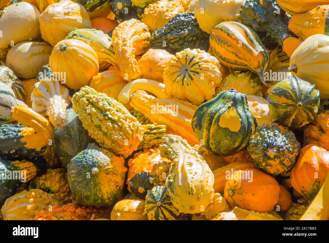 Close Up - Gourds Stock Photo - Alamy