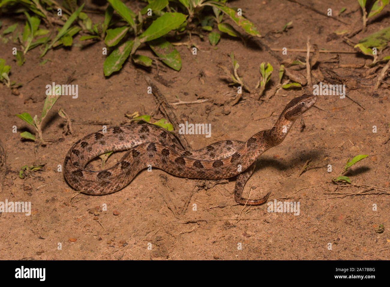 Malayan pit viper snake hi-res stock photography and images - Alamy