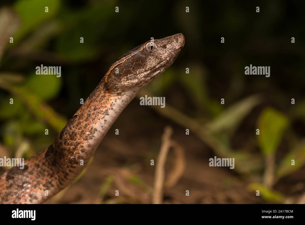 Malayan pitviper hi-res stock photography and images - Alamy