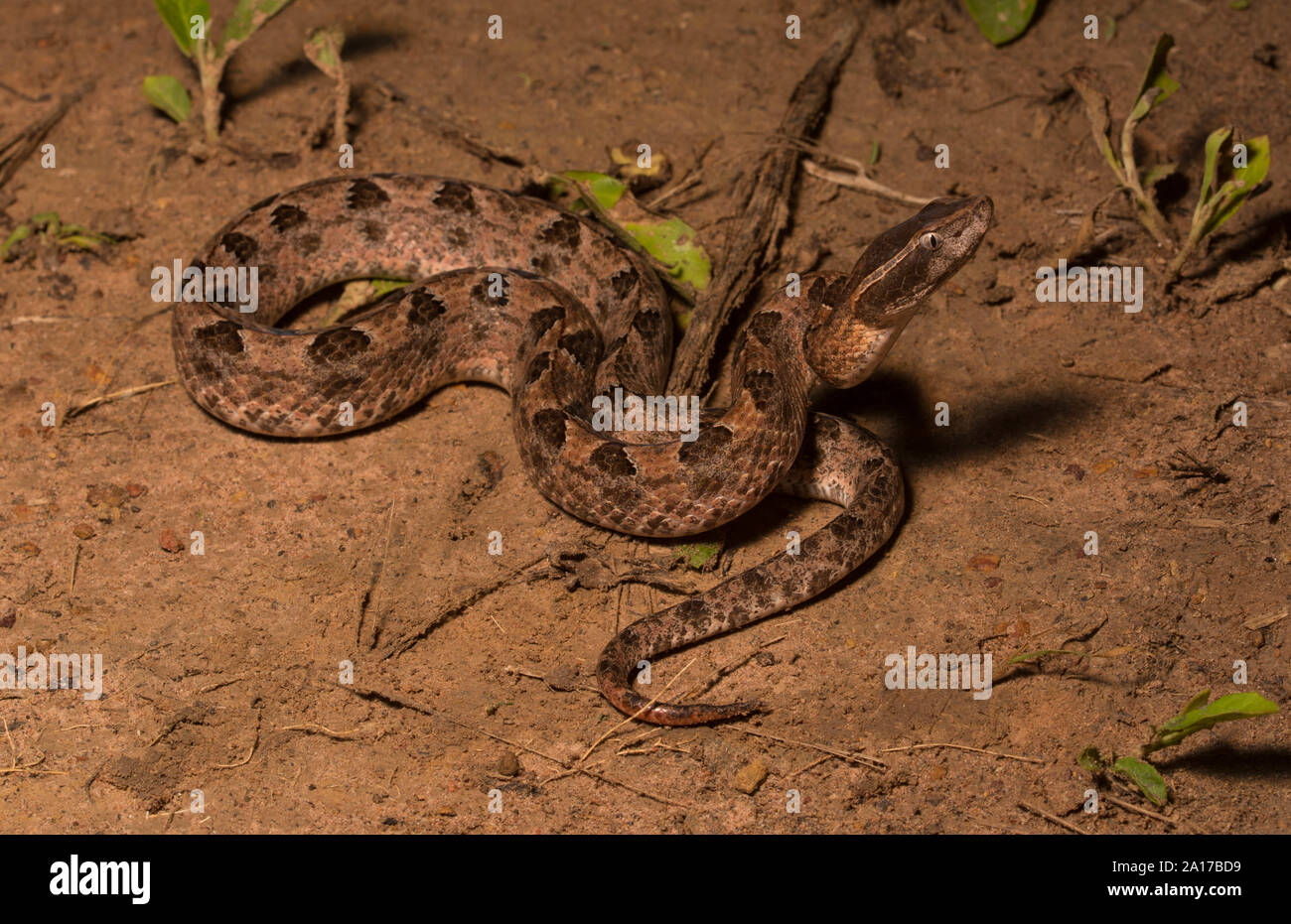 Malayan pit viper snake hi-res stock photography and images - Alamy