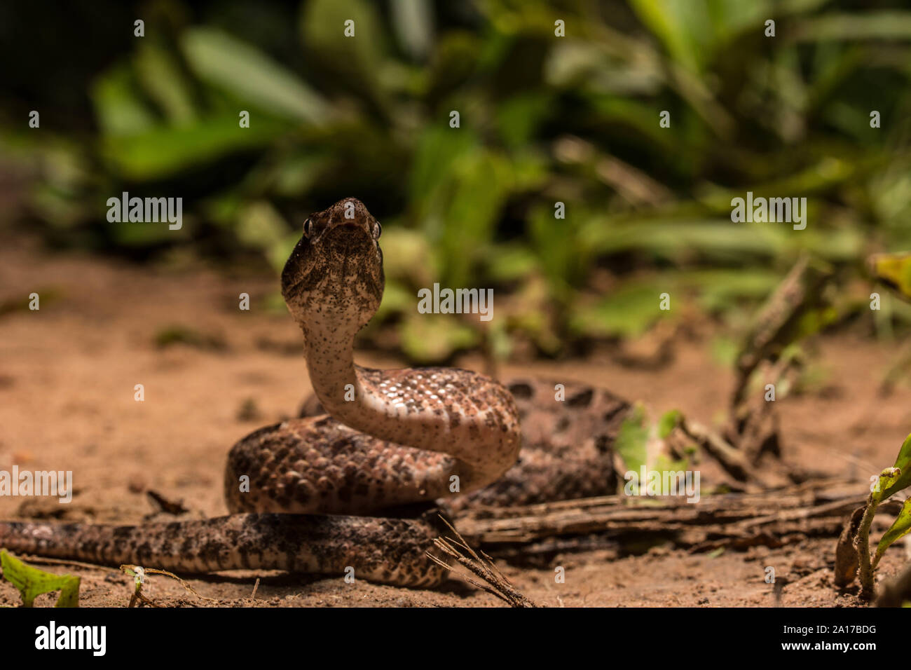 Malayan pit viper snake hi-res stock photography and images - Alamy