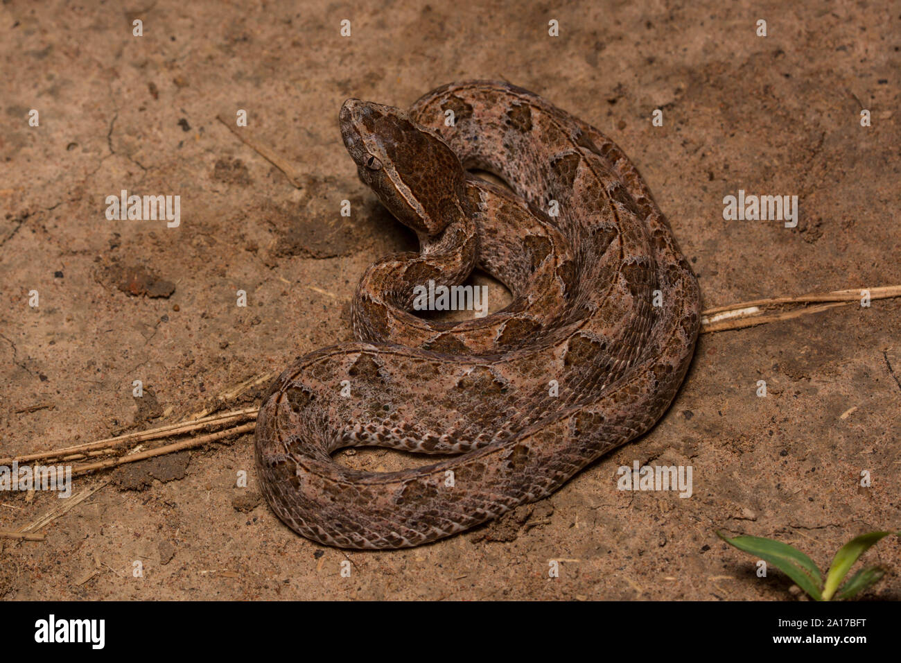 Malayan pit viper snake hi-res stock photography and images - Alamy