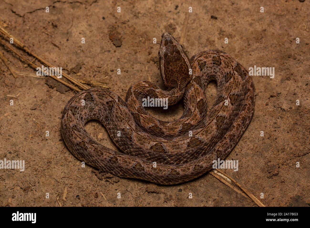 Malayan pit viper snake hi-res stock photography and images - Alamy
