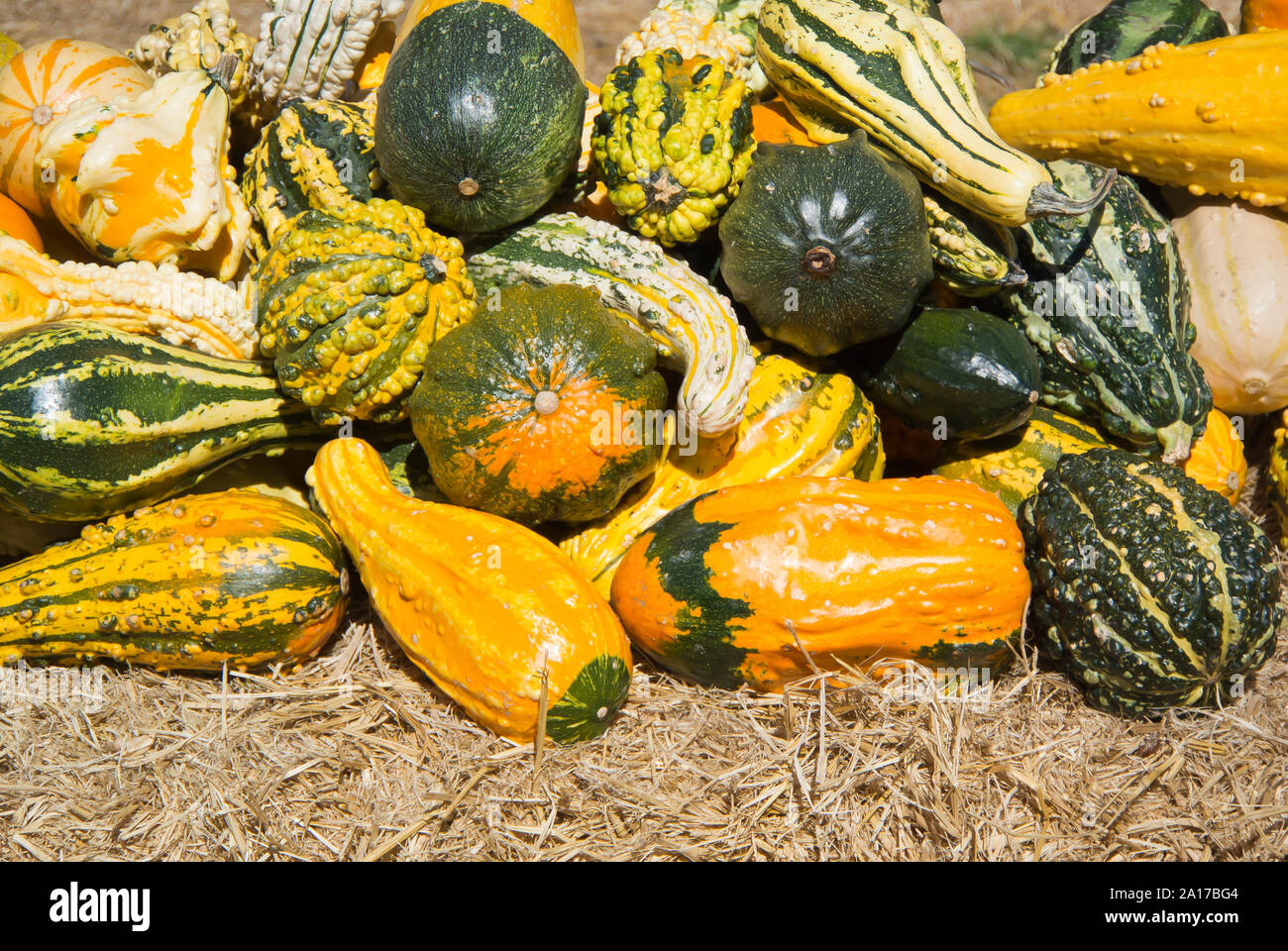 Gourds on Display in Pumpkin Patch Stock Photo - Alamy