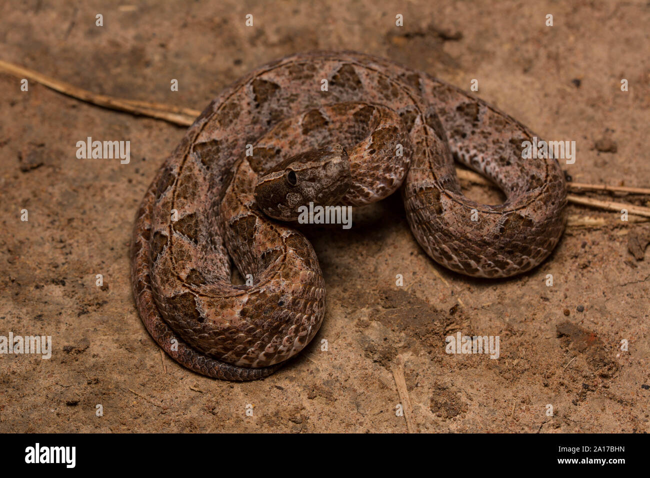 Malayan pit viper calloselasma rhodostoma hi-res stock photography and ...