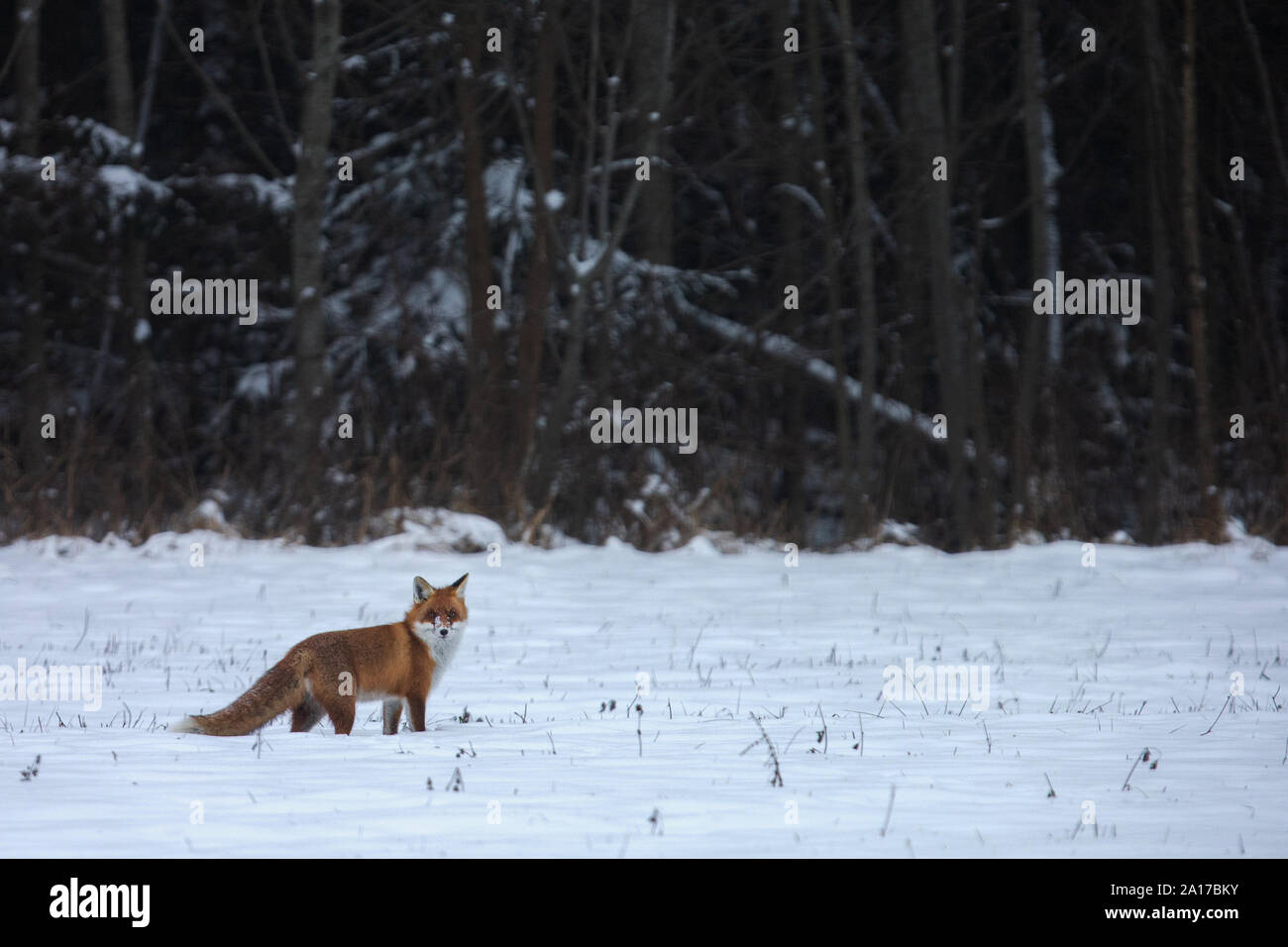 Red fox climbing hi-res stock photography and images - Alamy