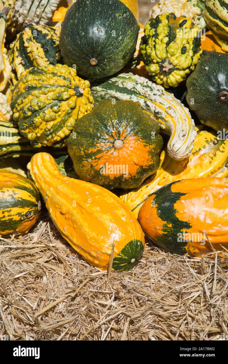 Gourds on Display in Pumpkin Patch Stock Photo - Alamy