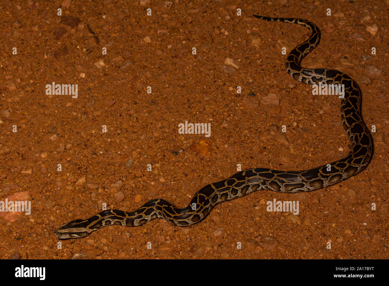 Burmese Python (Python bivittatus) from Kaeng Krachan National Park ...