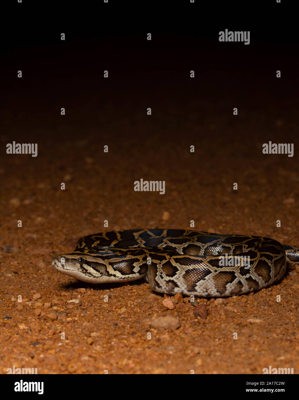 Burmese Python (Python bivittatus) from Kaeng Krachan National Park, Thailand Stock Photo - Alamy