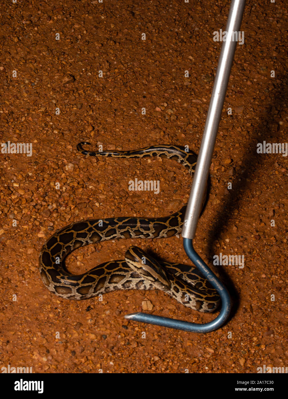 Burmese Python (Python bivittatus) from Kaeng Krachan National Park ...