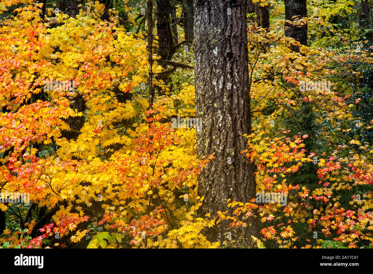 Fall colors during autumn in Silver Falls State Park in Oregon near ...