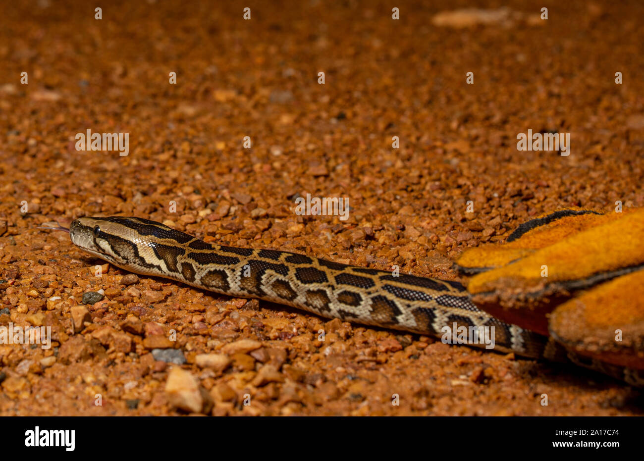 Burmese Python (Python bivittatus) from Kaeng Krachan National Park ...