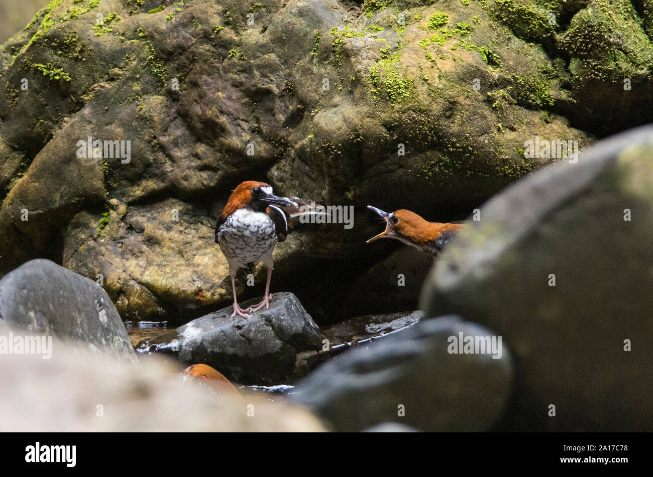 Enicurus hi-res stock photography and images - Alamy