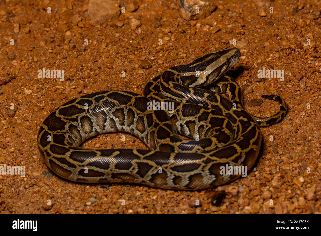 Burmese Python (Python bivittatus) from Kaeng Krachan National Park ...