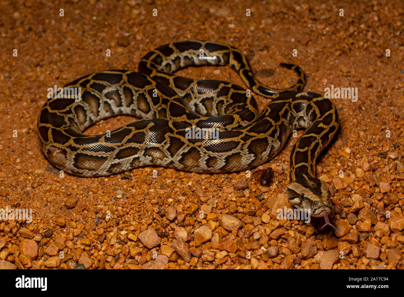 Burmese Python (Python bivittatus) from Kaeng Krachan National Park ...