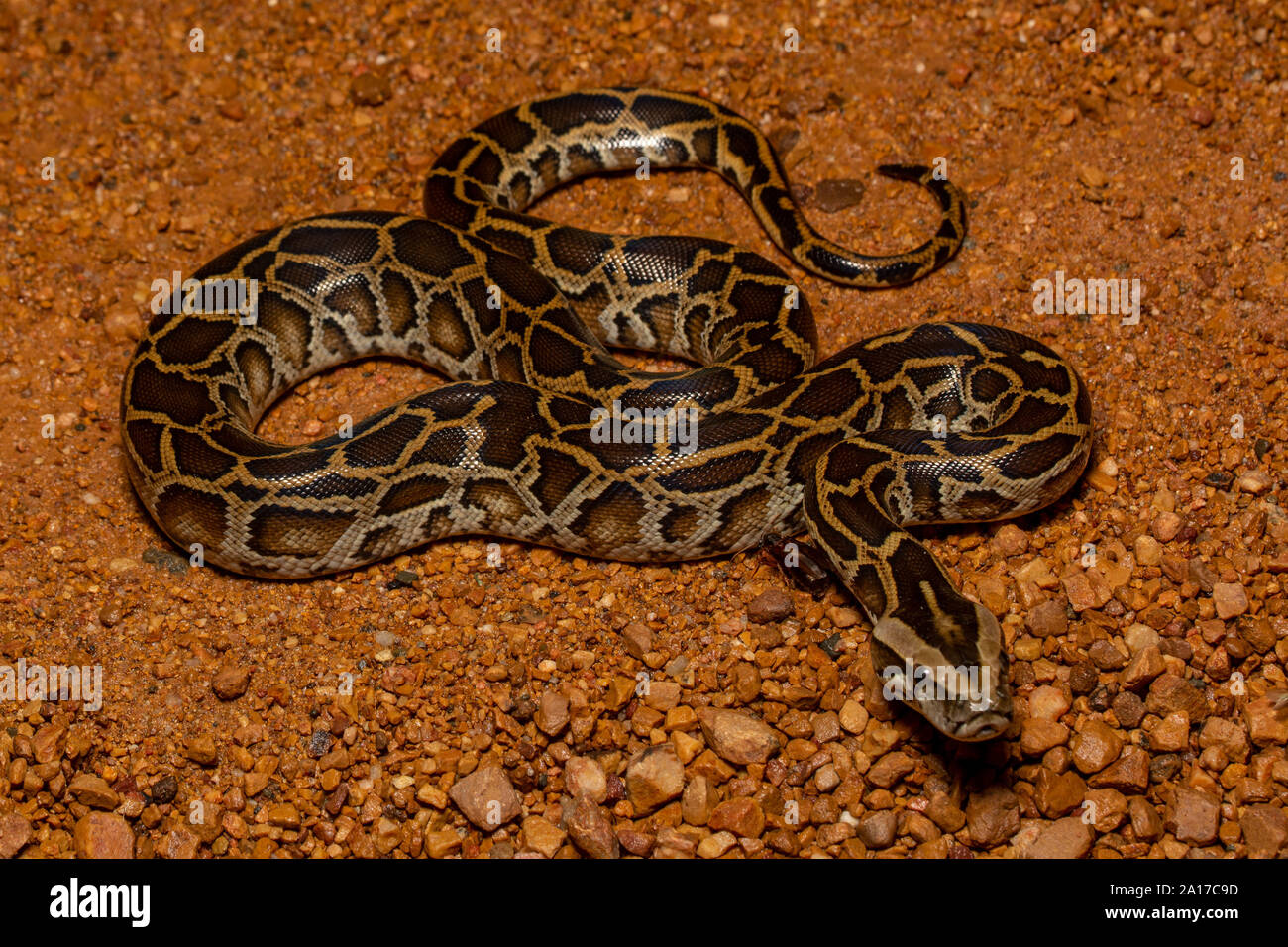 Burmese Python (Python bivittatus) from Kaeng Krachan National Park ...