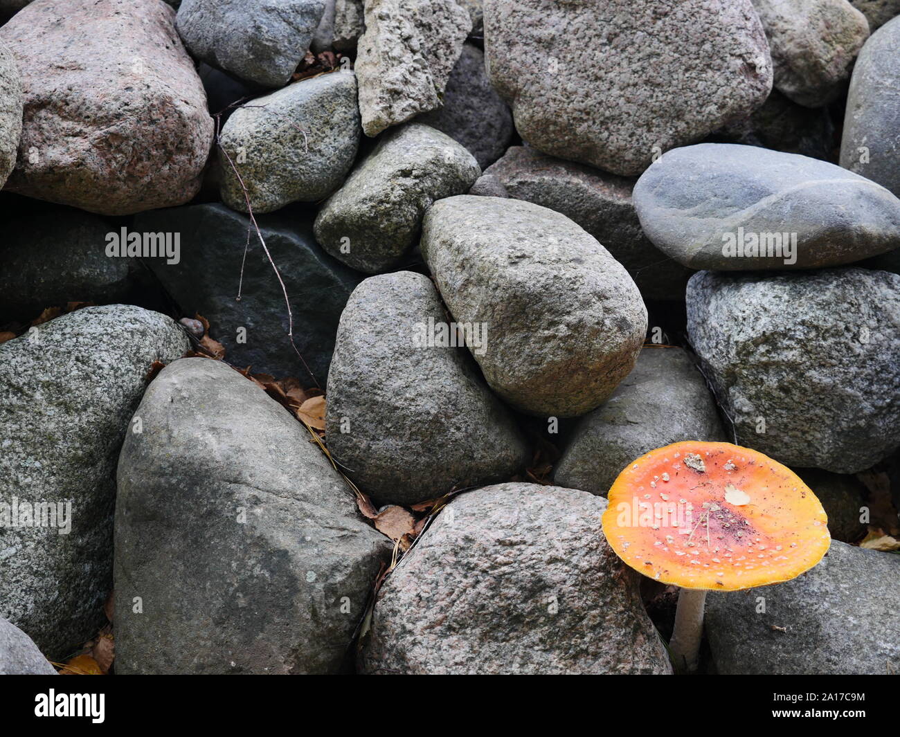 Fungi with stones hi-res stock photography and images - Alamy