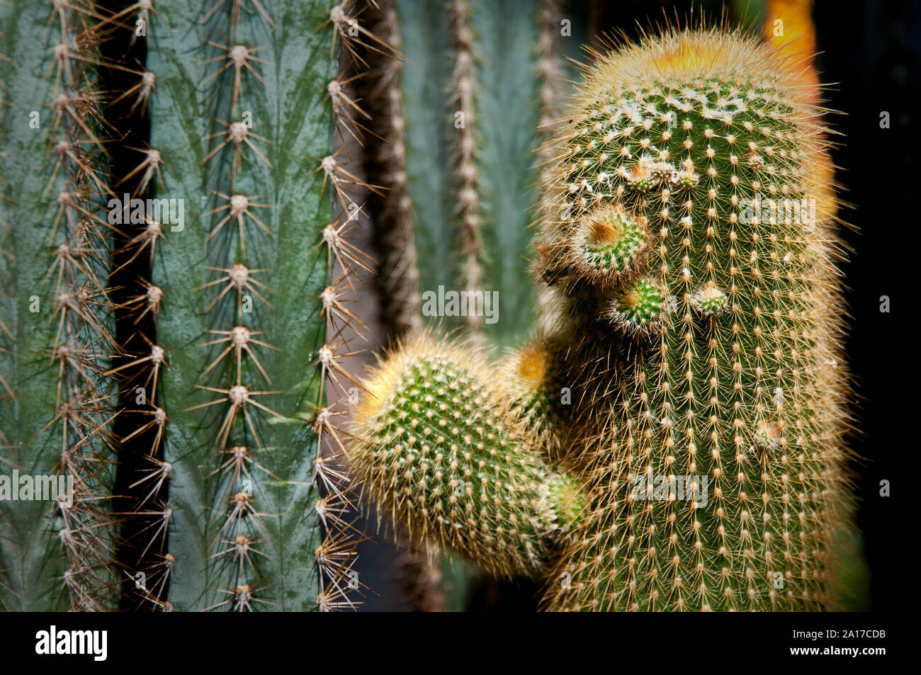 Green cacti blooming cactus hi-res stock photography and images - Alamy