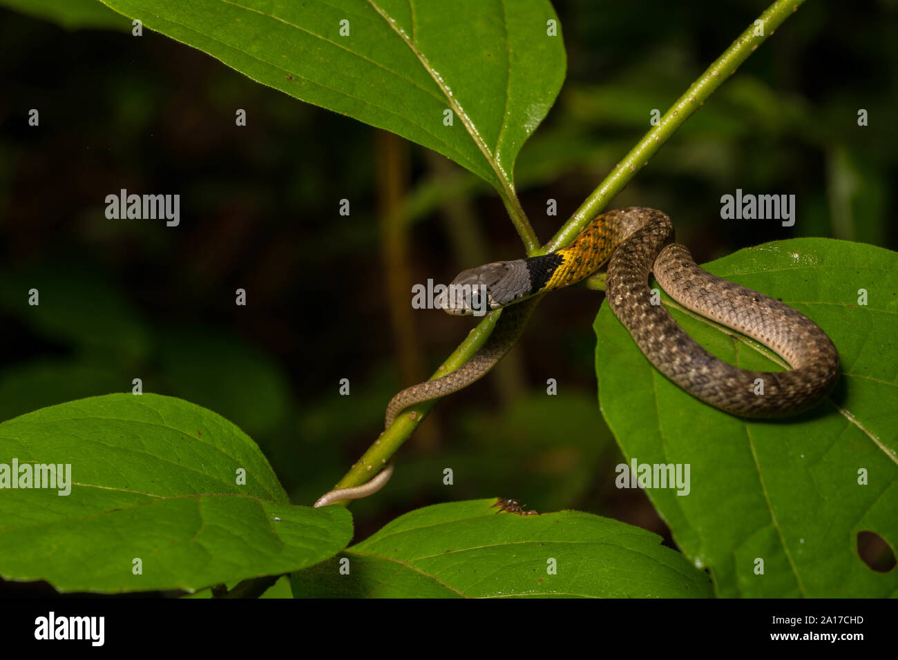 Red-necked Keelback (Rhabdophis s. subminiatus) Kaeng Krachan National ...