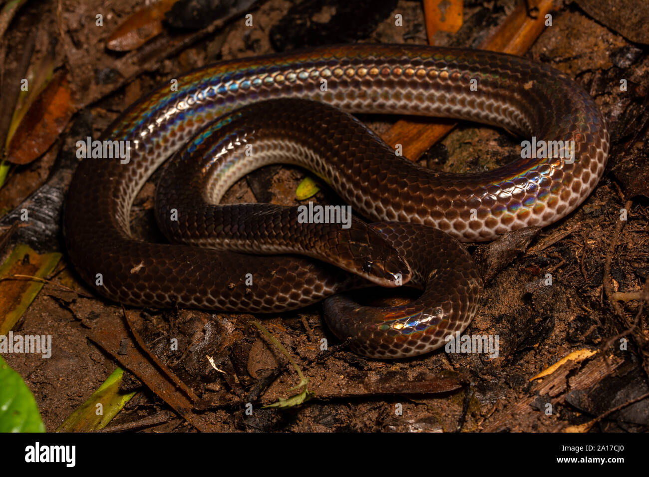 Sunbeam Snake High Resolution Stock Photography and Images - Alamy