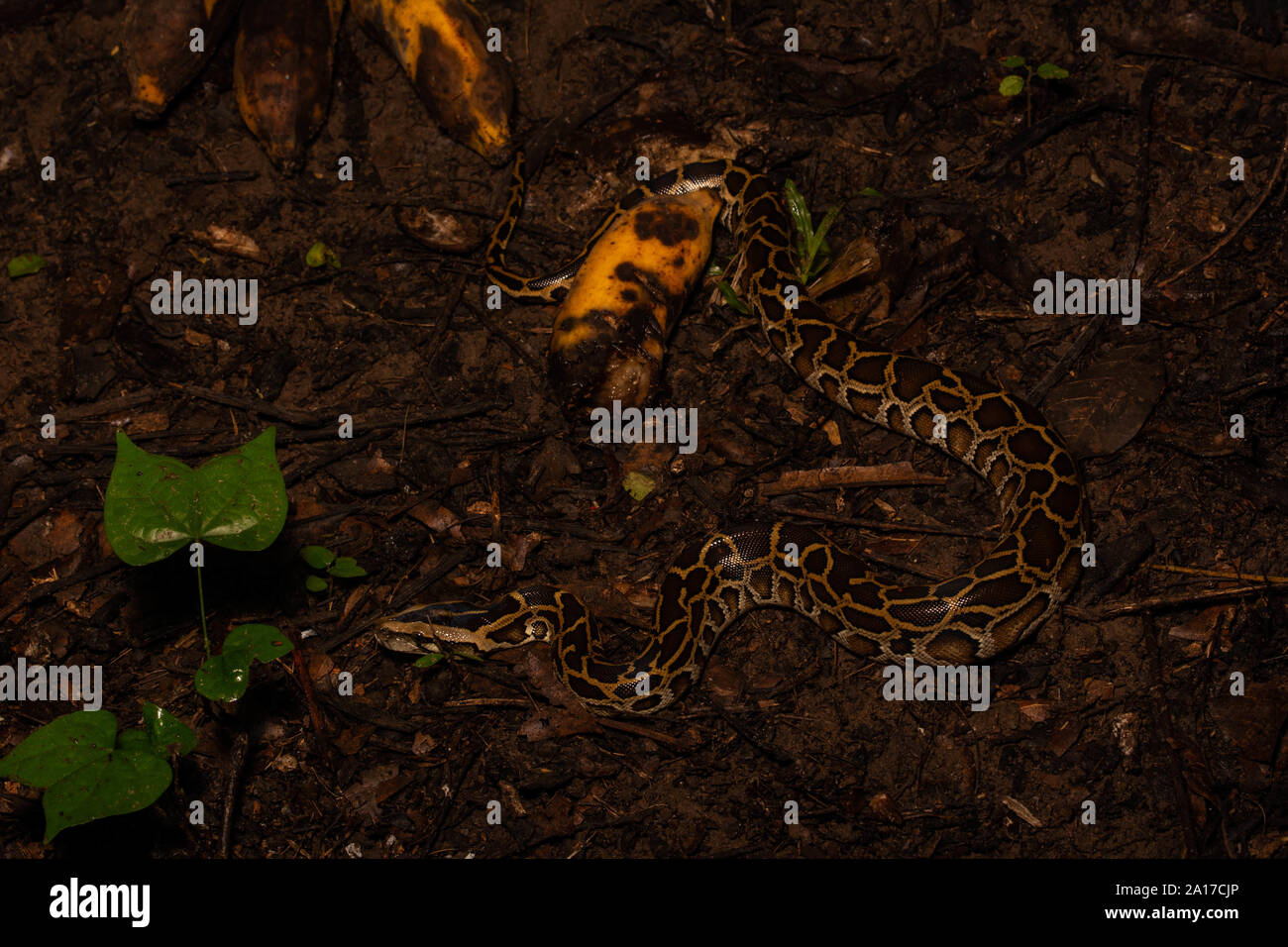 Burmese Python (Python bivittatus) from Kaeng Krachan National Park, Thailand Stock Photo - Alamy