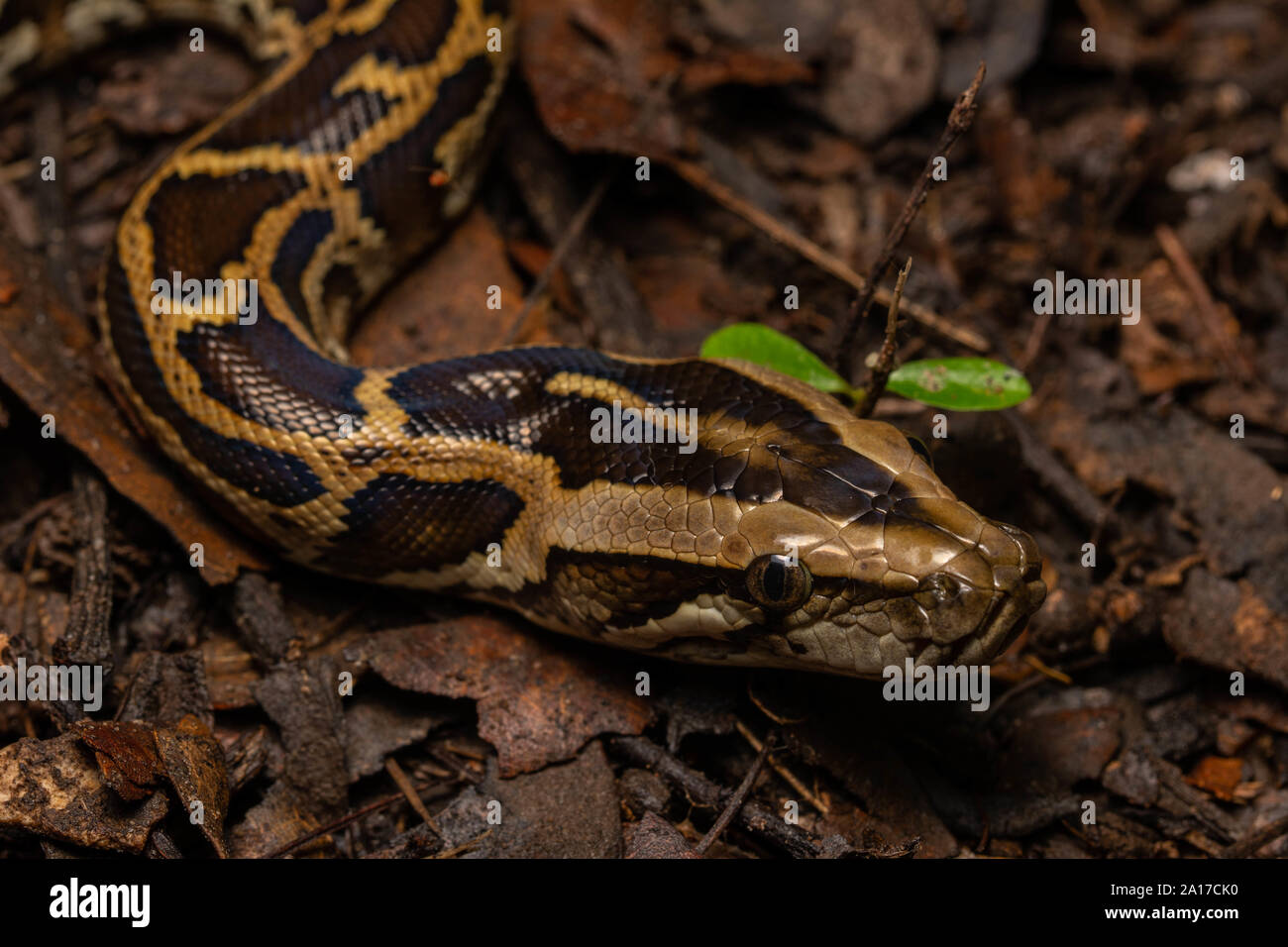 Burmese Python (Python bivittatus) from Kaeng Krachan National Park ...
