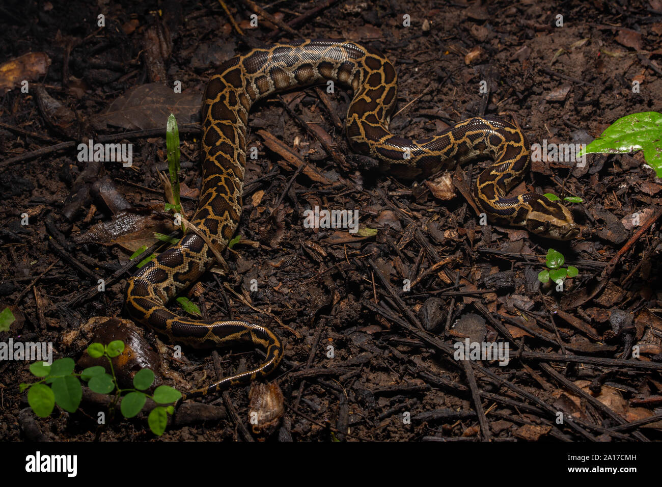 Burmese Python (Python bivittatus) from Kaeng Krachan National Park ...