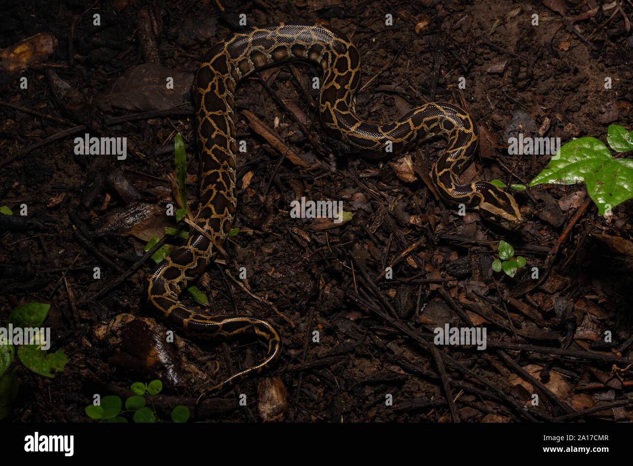 Burmese Python (Python bivittatus) from Kaeng Krachan National Park ...