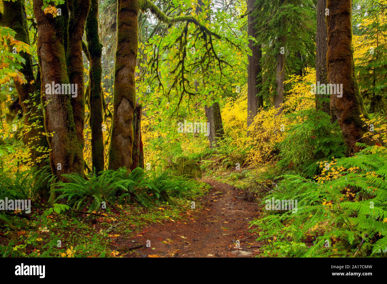 Fall colors during autumn in Silver Falls State Park in Oregon near ...
