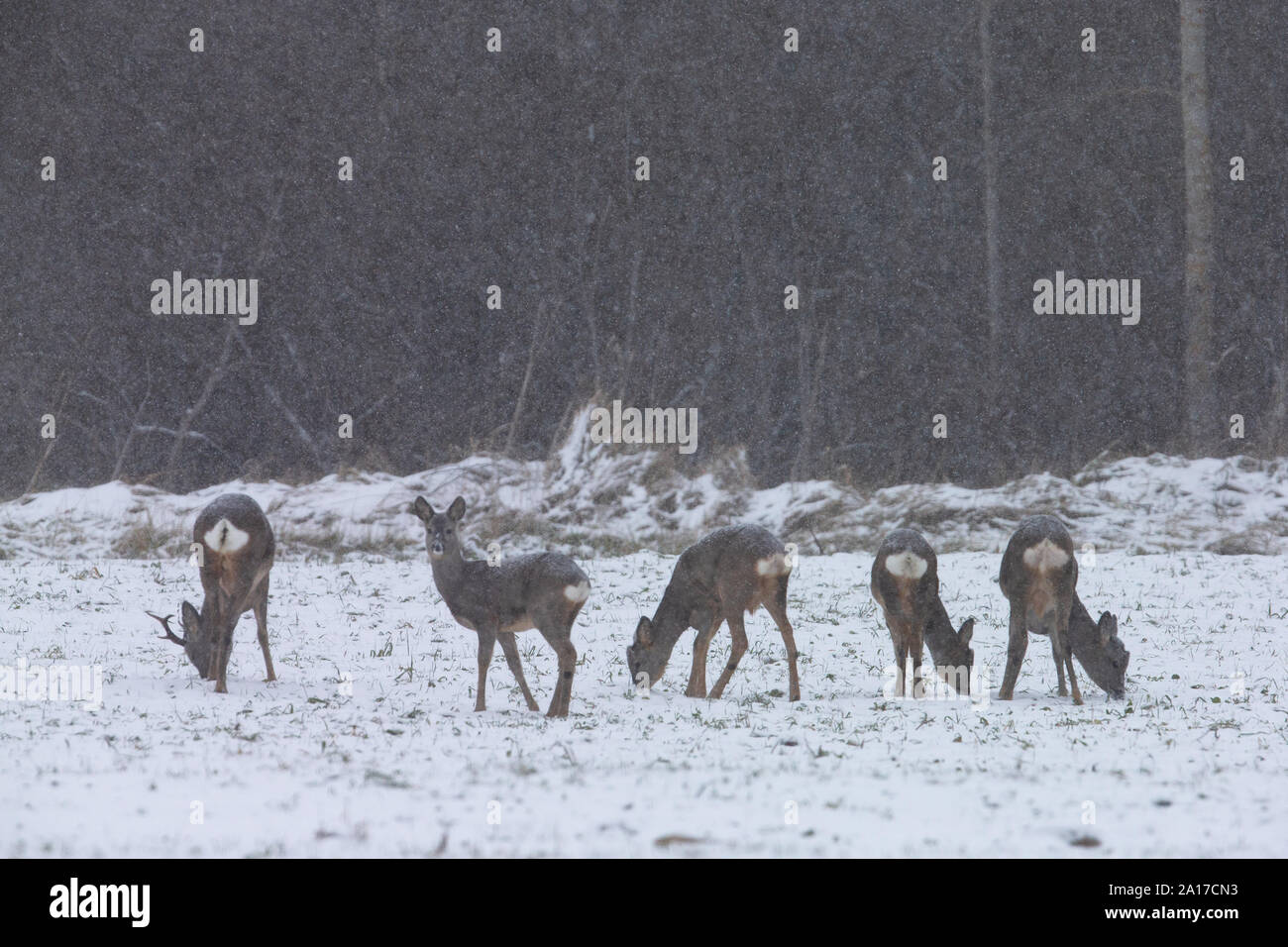 Black roe buck hi-res stock photography and images - Alamy