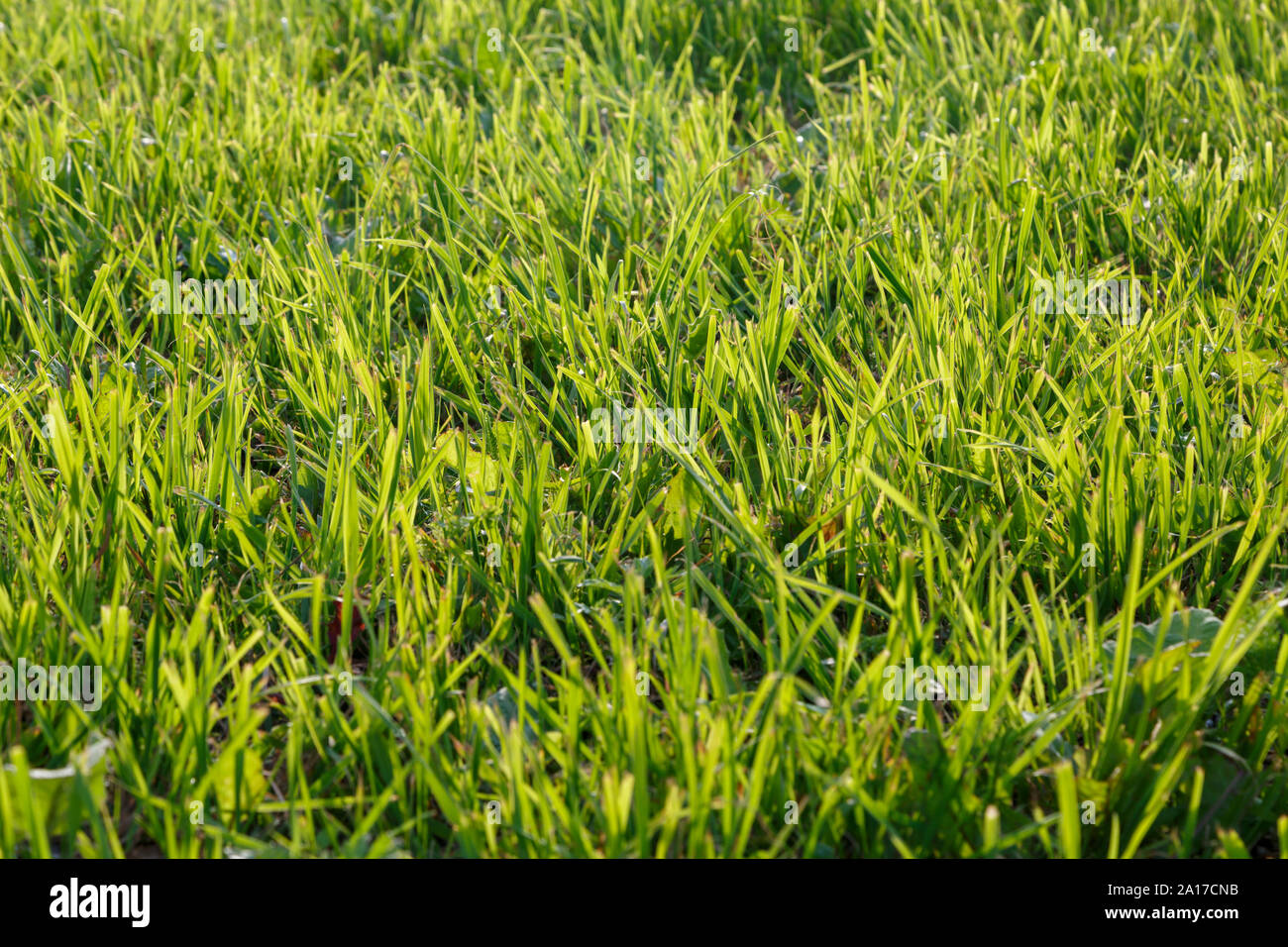 Lawn edge grass top view hi-res stock photography and images - Alamy