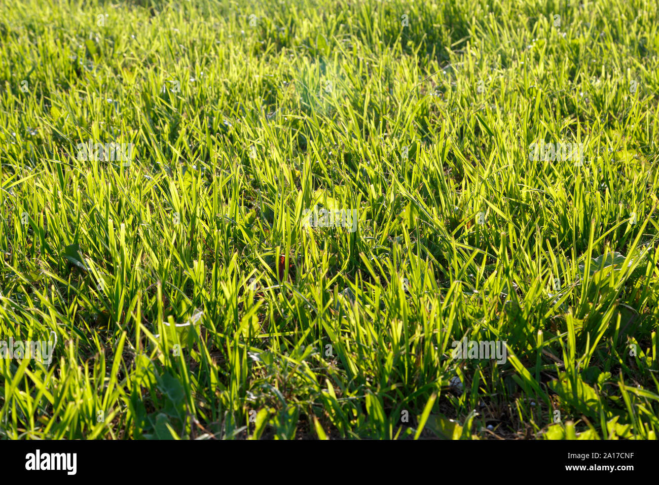Lawn edge grass top view hi-res stock photography and images - Alamy