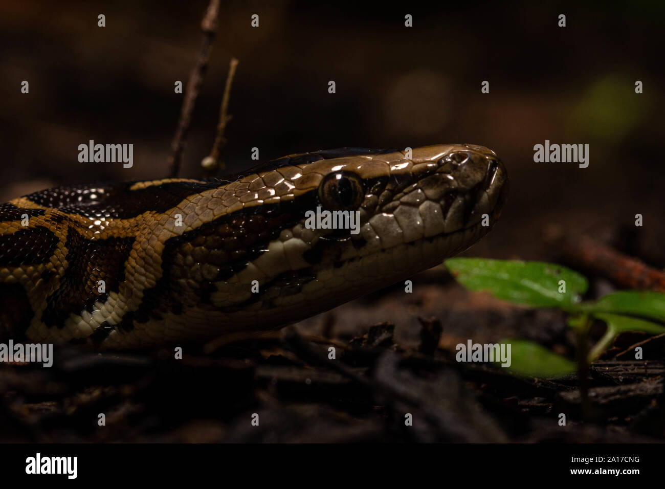 Burmese Python (Python bivittatus) from Kaeng Krachan National Park ...