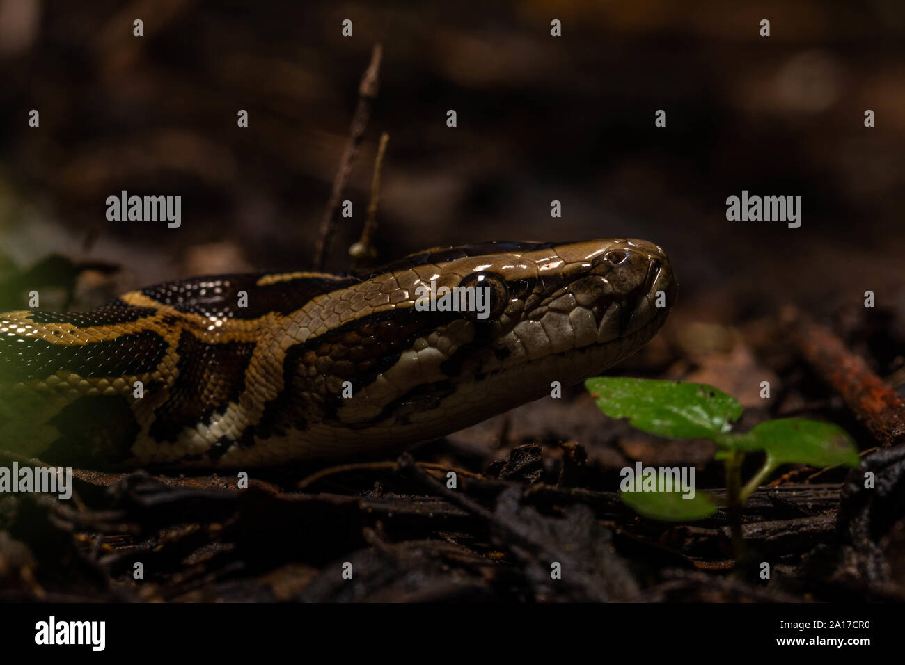 Burmese Python (Python bivittatus) from Kaeng Krachan National Park, Thailand Stock Photo - Alamy