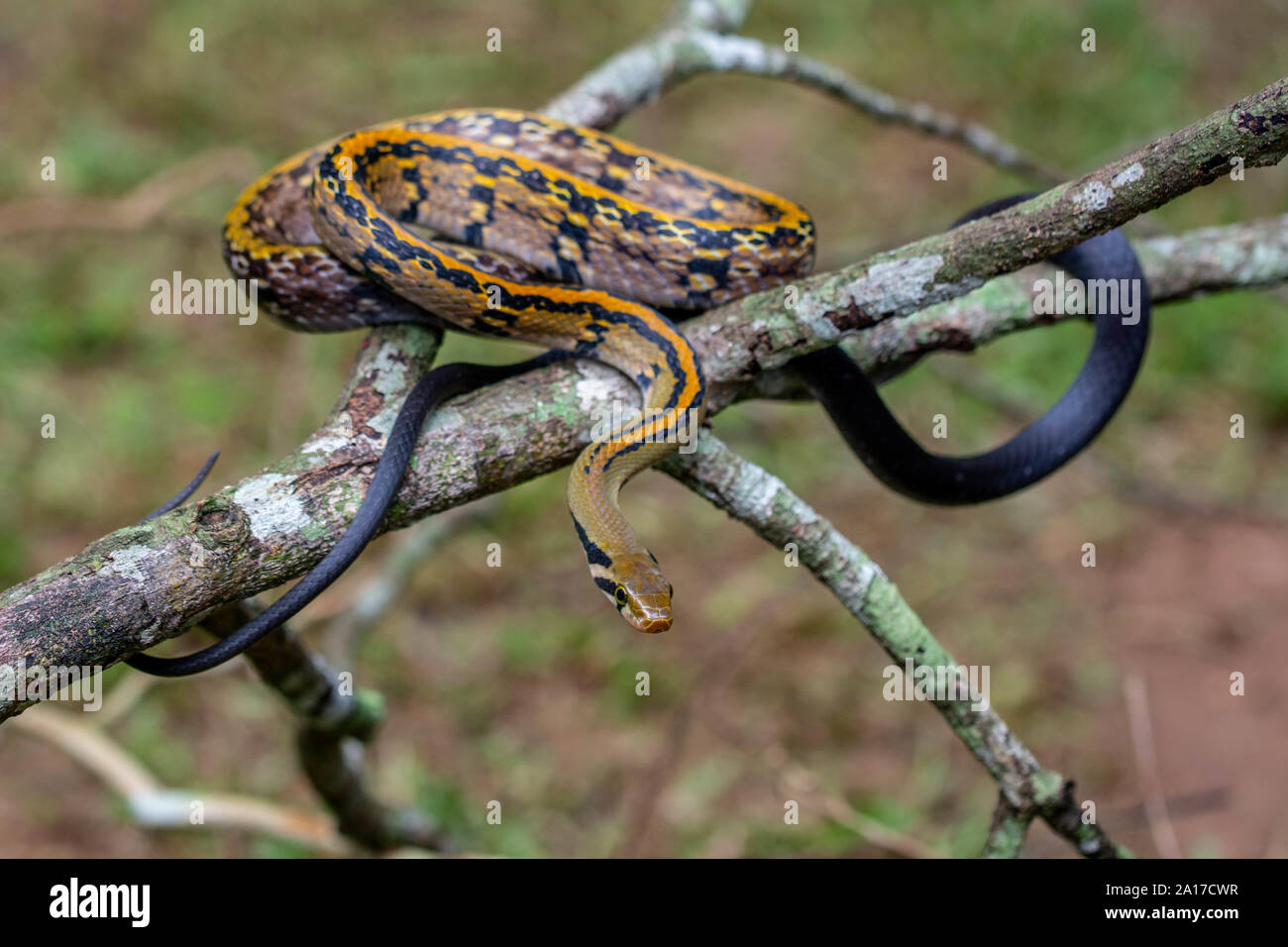 Yellow-striped Racer (Coelognathus flavolineatus) from Kaeng Krachan ...