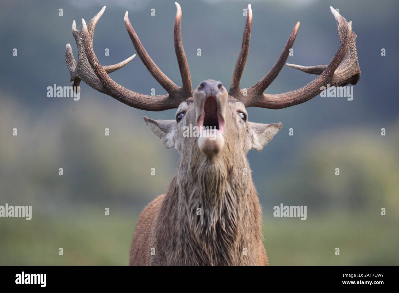 Stag rutt hi-res stock photography and images - Alamy