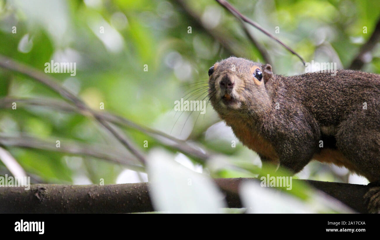 wild squirrel in a park in singapore Stock Photo - Alamy