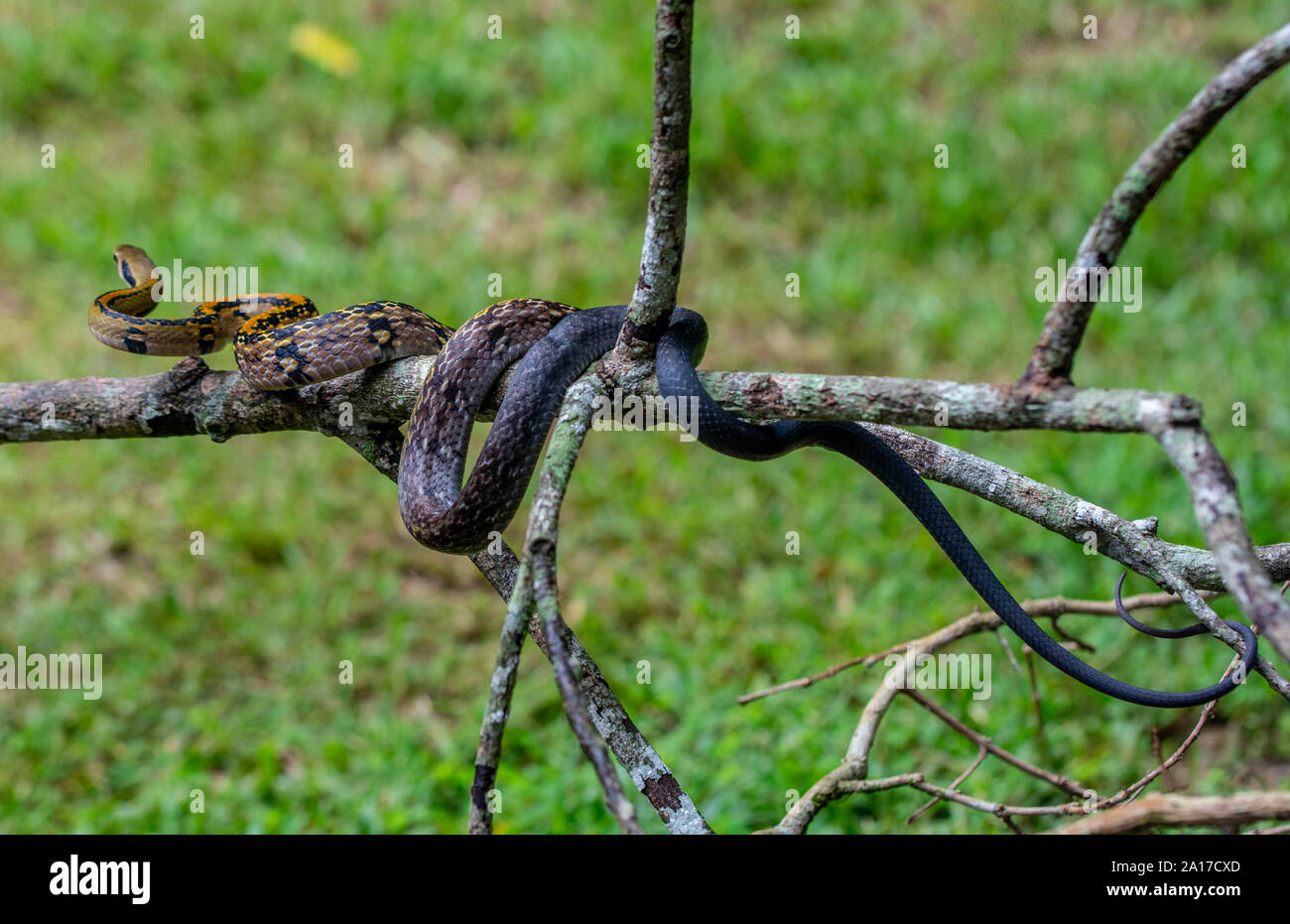 Yellow-striped Racer (Coelognathus flavolineatus) from Kaeng Krachan ...