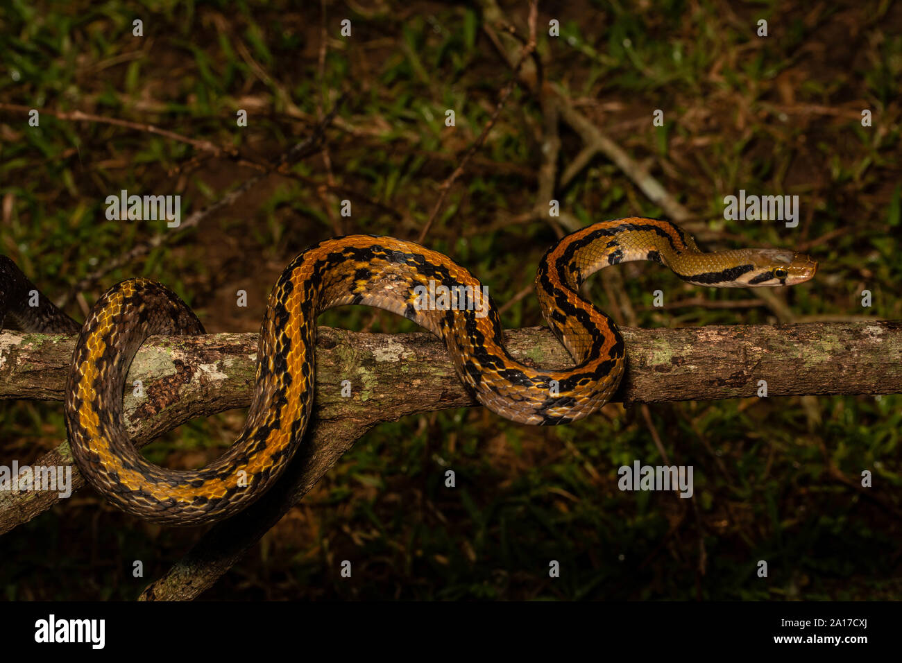 Yellow-striped Racer (Coelognathus flavolineatus) from Kaeng Krachan ...