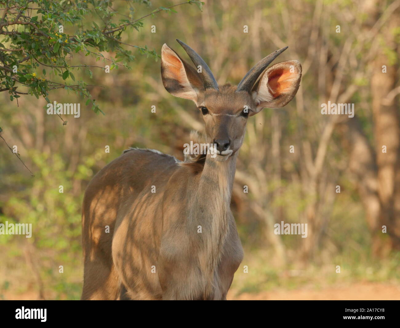 Kudu food hi-res stock photography and images - Alamy
