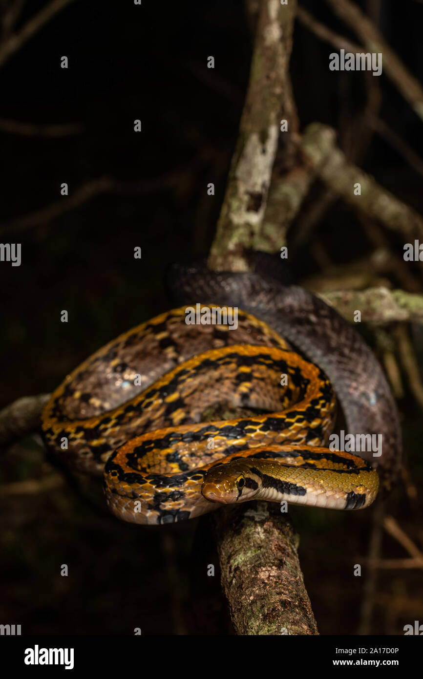 Yellow-striped Racer (Coelognathus flavolineatus) from Kaeng Krachan ...