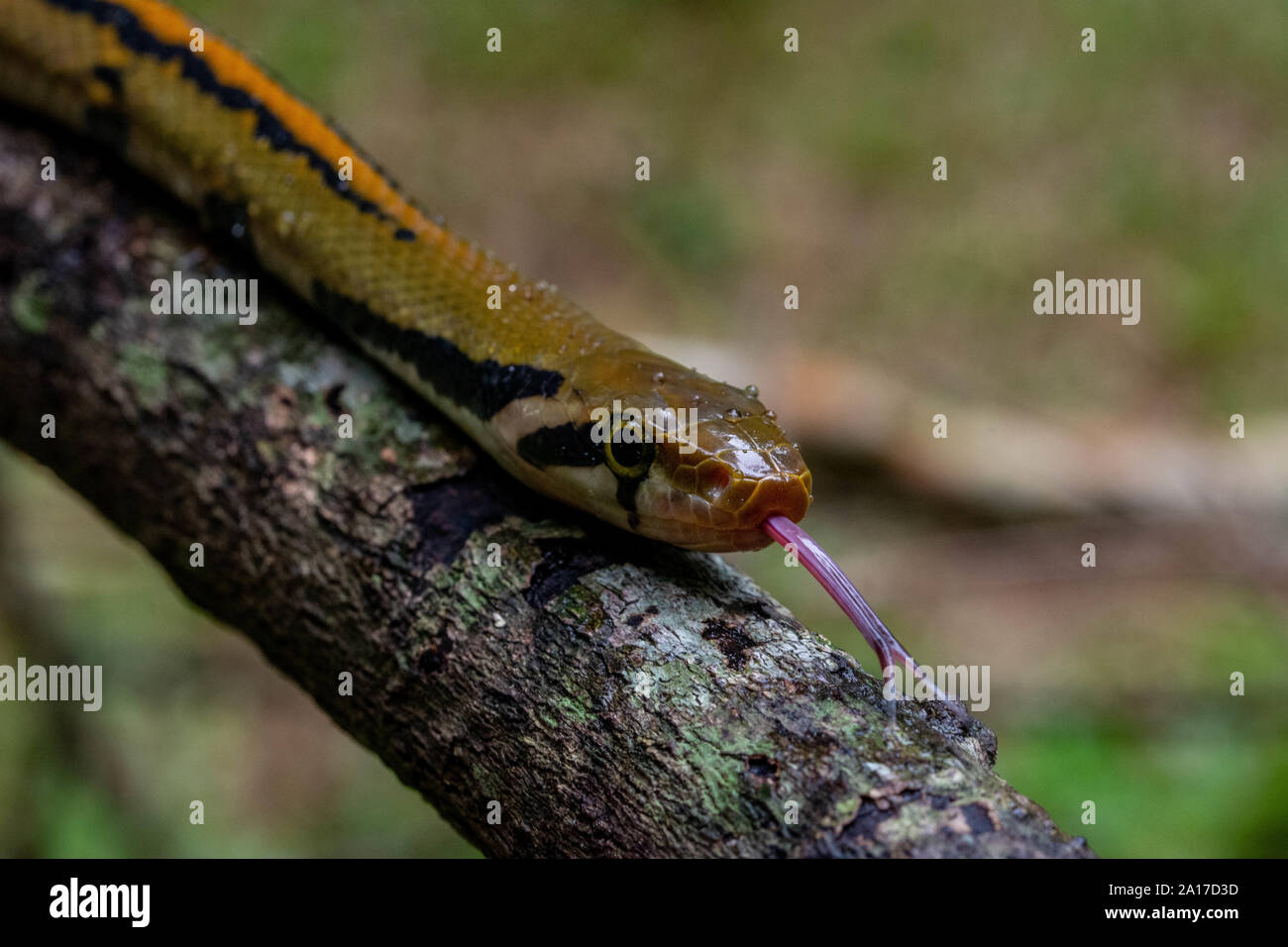 Yellow-striped Racer (Coelognathus flavolineatus) from Kaeng Krachan ...