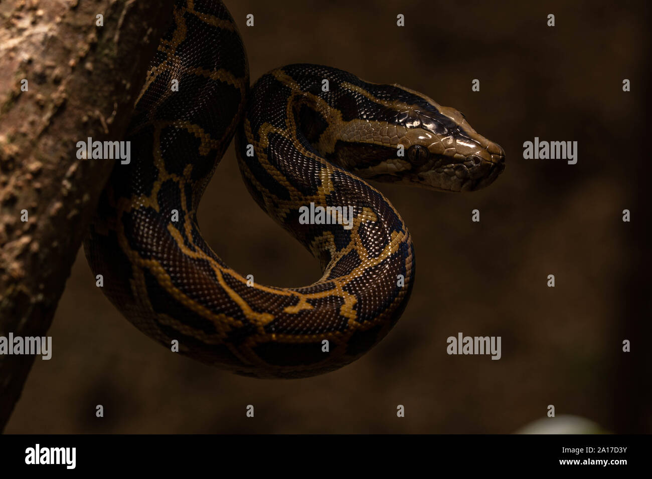 Burmese Python (Python bivittatus) from Kaeng Krachan National Park ...