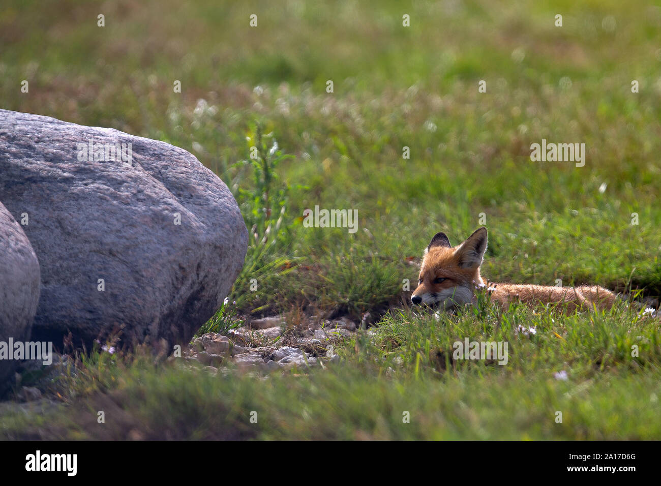 Red fox with rock background hi-res stock photography and images - Alamy